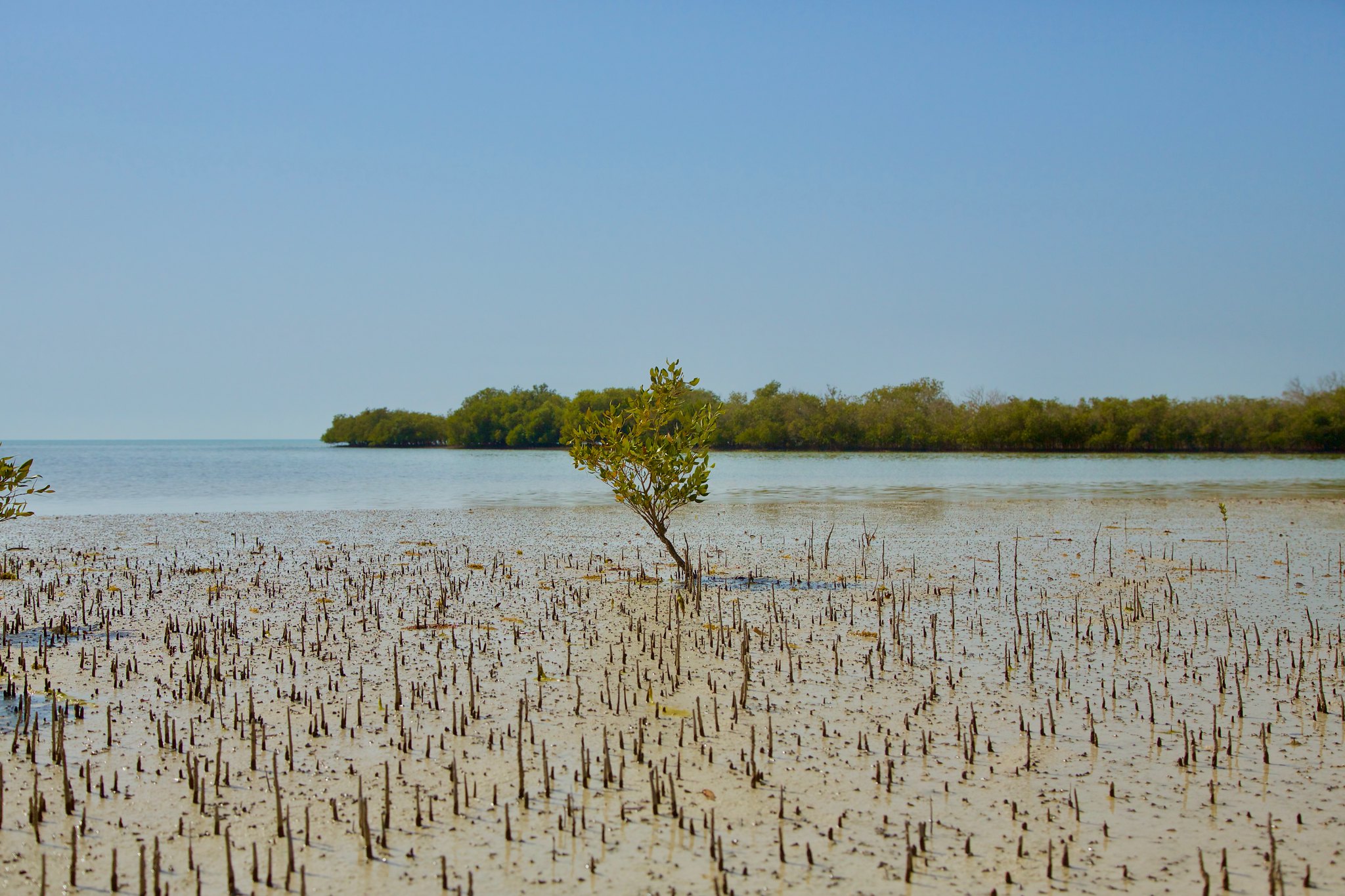 United Arab Emirates - GEF Blue Forests Project